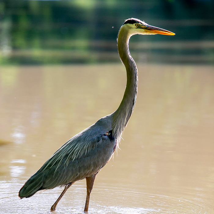 Duke Reclamation Pond - Duke Climate Road Trip